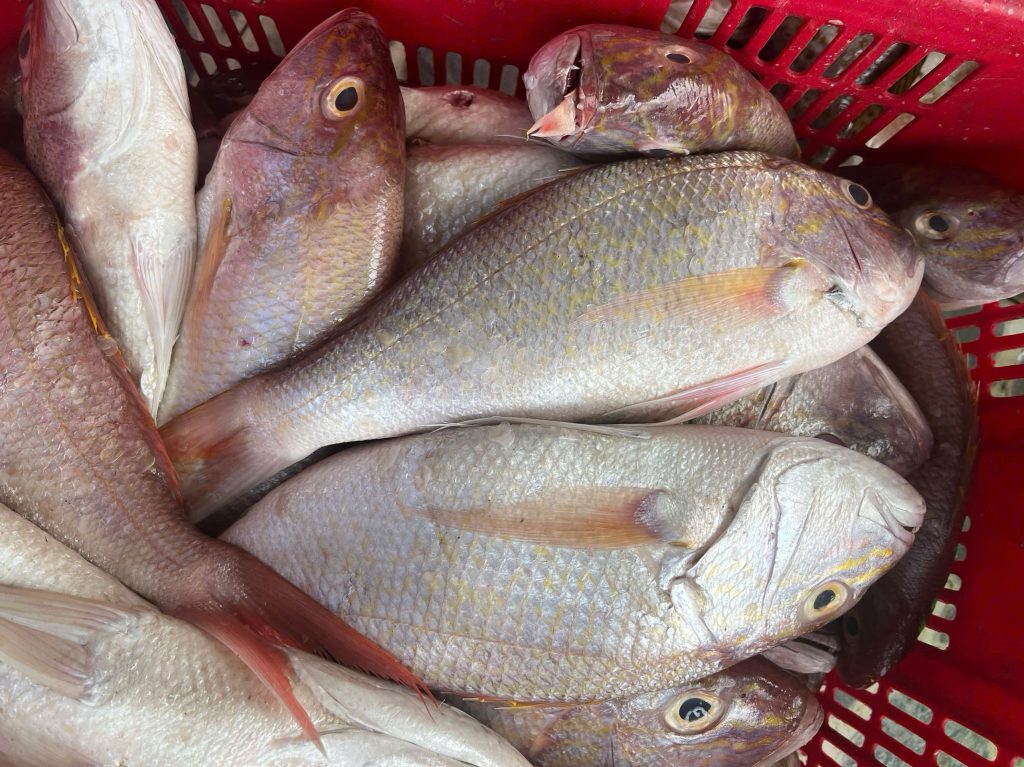 Cá Đổng Sộp - King Snapper - Nguyên con - Xanh Seafoods